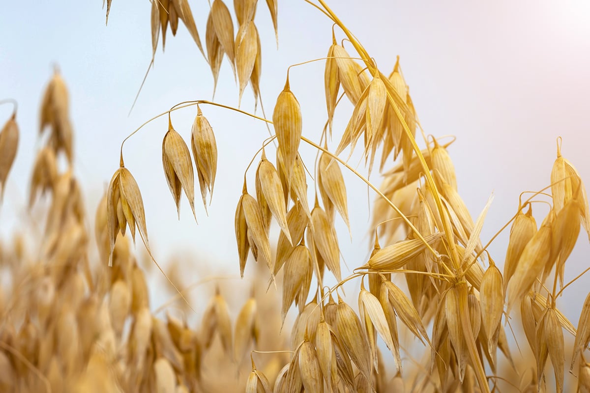 Whole grain Oats – As Healthy as it gets